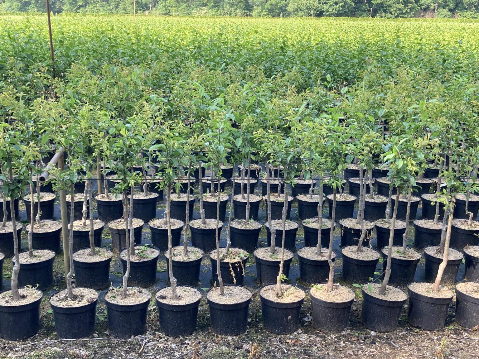 Apfel "Gloster"– Buschbaum Jetzt online kaufen!