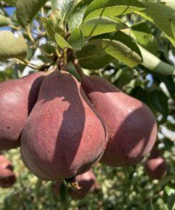 Birne "Rote Williams Christ" Terrassenobst - pflanzhits.de